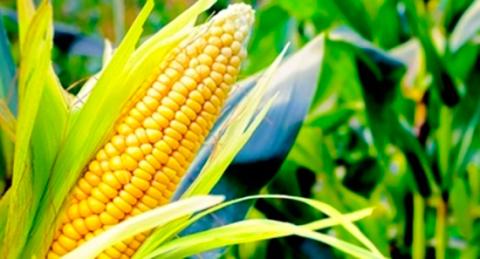 Semillas para cultivos y hortalizas | Syngenta CL