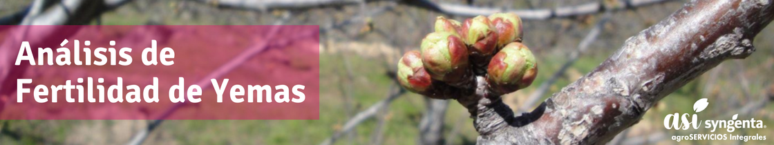 Análisis de Fertilidad de Yemas | Syngenta