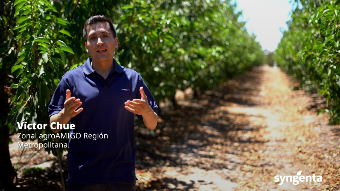 Syngenta | Chile