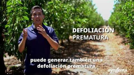 LAUDENTO® 200 SC - Acaricida,Insecticidas | Syngenta